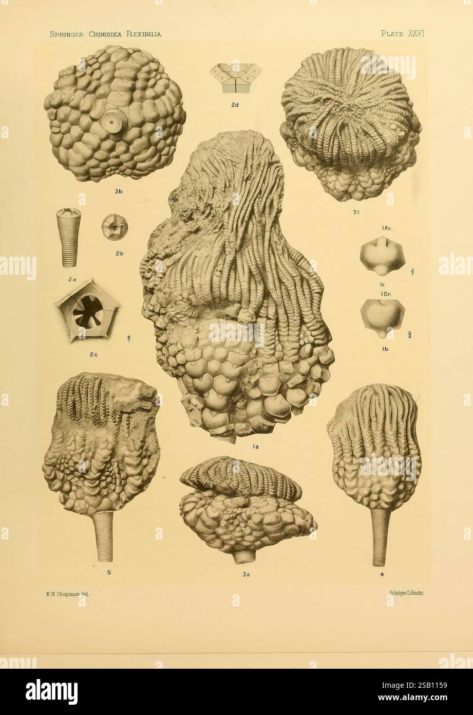 The, Crinoidea, Flexibilia, Washington, D. C, 1920, krinoid, Fossil ...