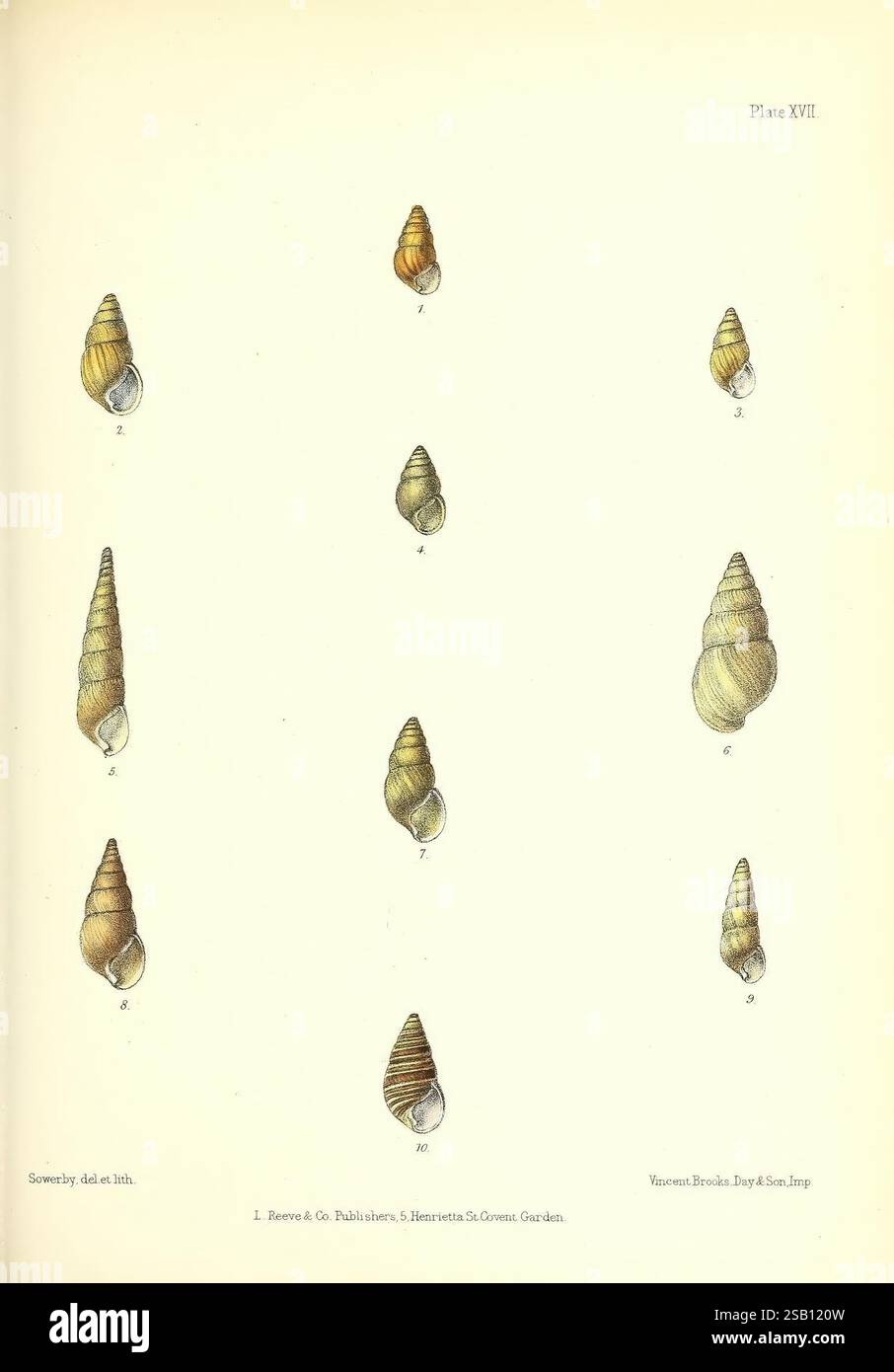 Conchologia Indica, London, L. Reeve & Co, 1876, Indien, Mollusken ...