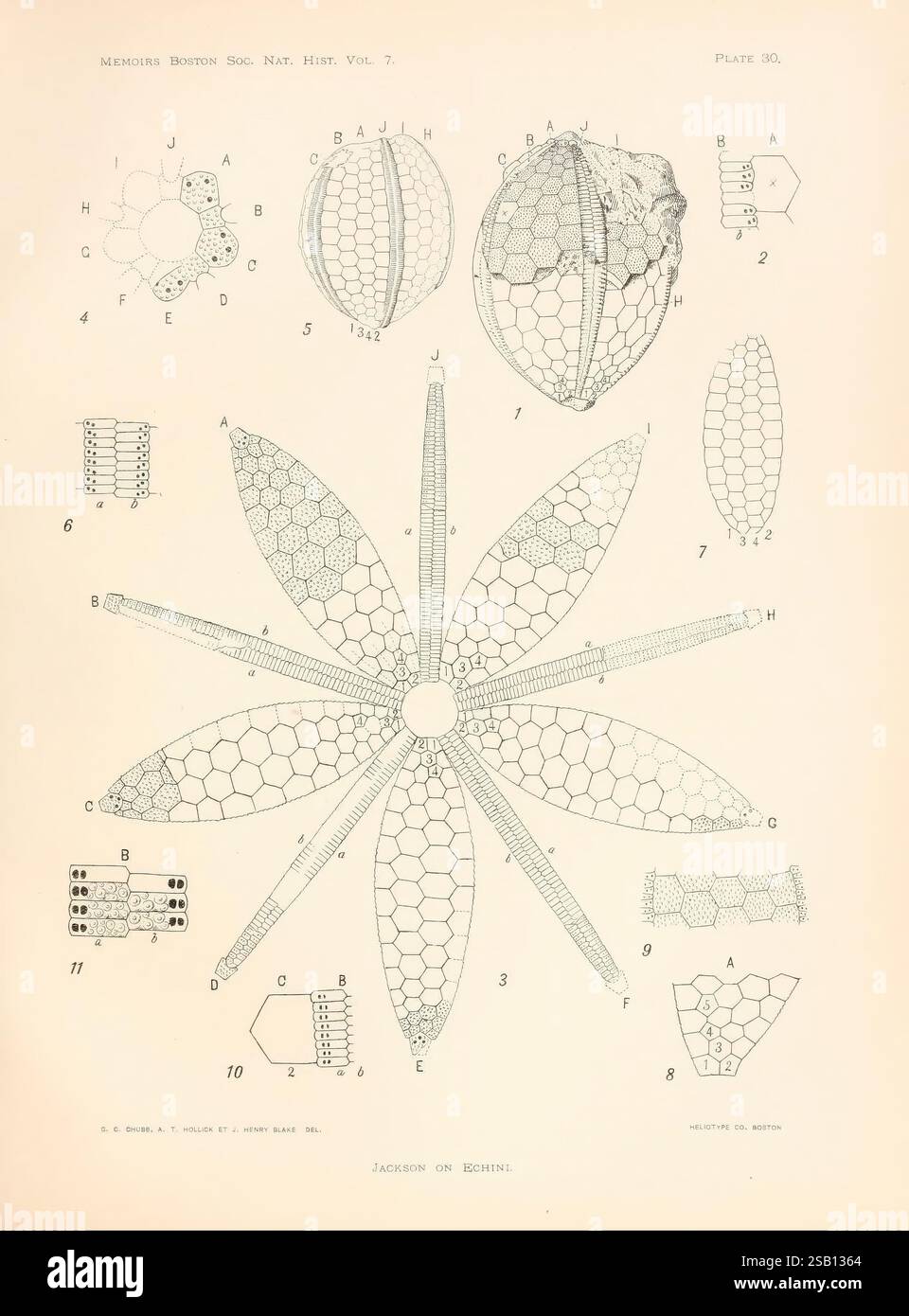 Phylogenie der Echini, Boston, die Gesellschaft, 1912, Paläontologie ...