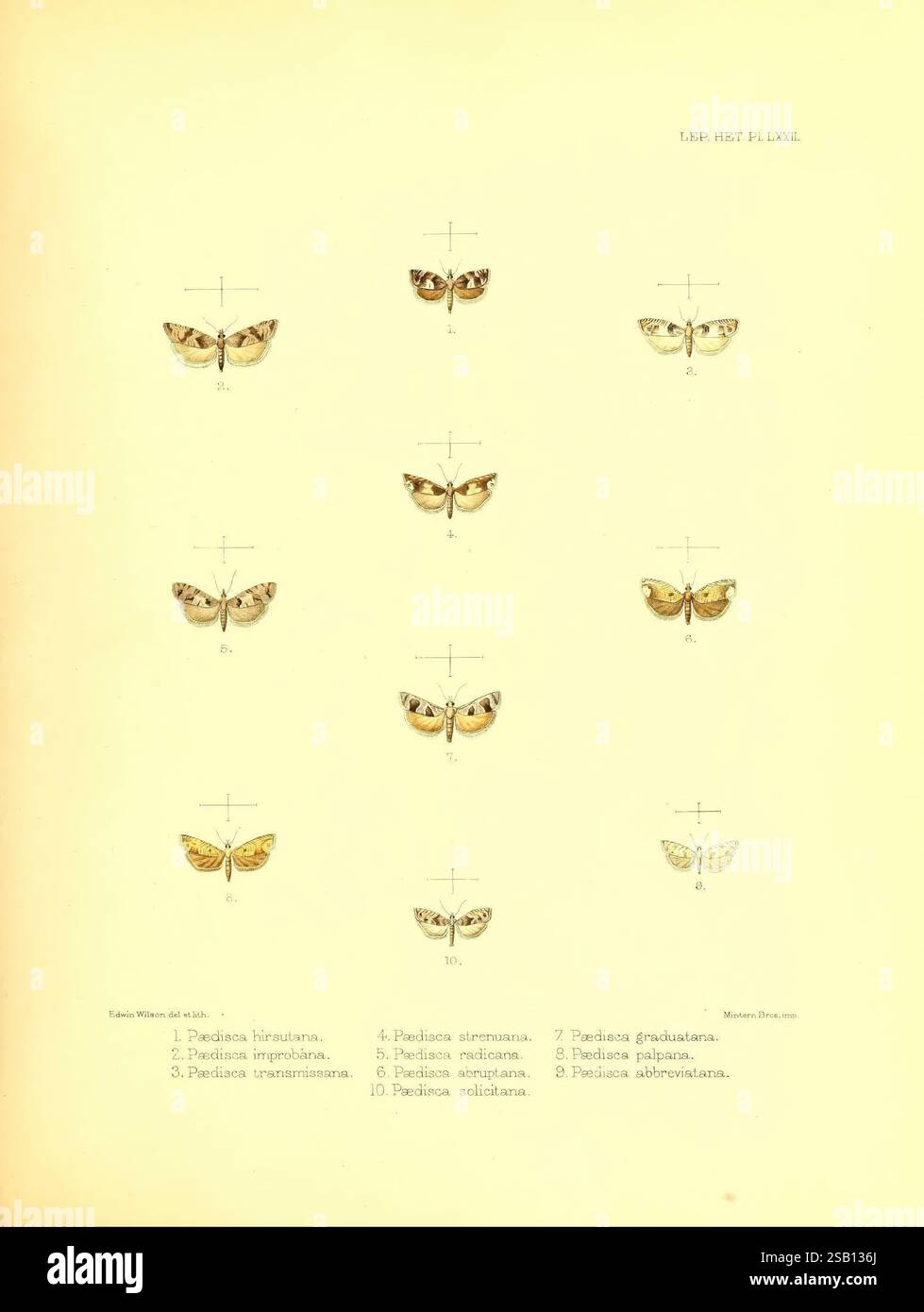 Abbildungen, von, typisch, Exemplaren, von, Lepidoptera, Heterocera, in ...