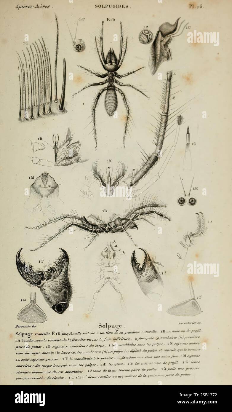 Histoire naturelle des Insectes. Aptères. Paris, Librairie ...