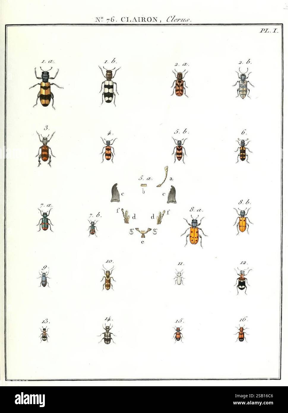 Entomologie ou Histoire naturelle des Insectes, Paris, Imp. Baudouin ...