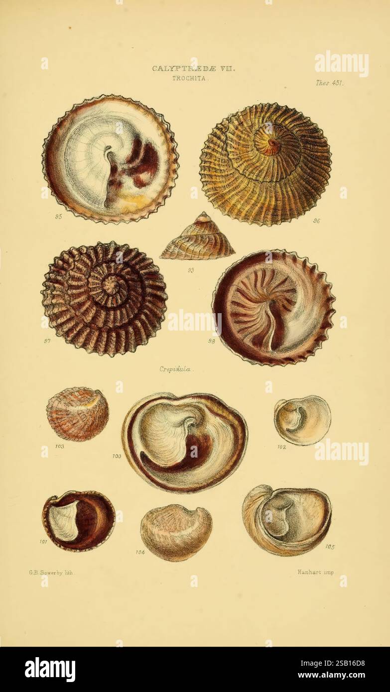 Thesaurus conchyliorum, oder Monographien der Gattungen der Muscheln v ...