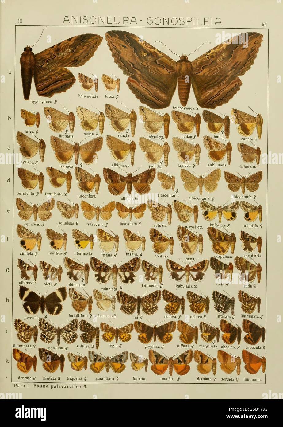 Die, Macrolepidoptera, von, die, Welt, v, 3, Platten, Stuttgart, Seitz ...