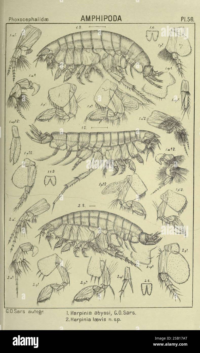 Ein Bericht über die Krustacea von Norwegen. v.1 Amphipoda (Platten ...