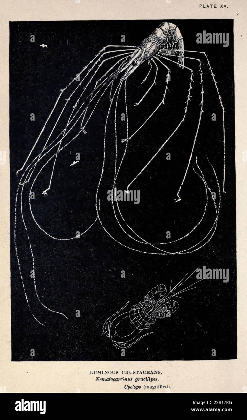 Living Lights, London, Sampson Low, Marston, 1887, Zoologie ...