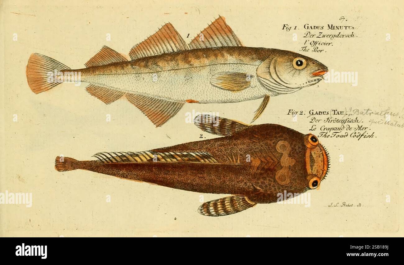 Ichthyologie ou Histoire naturelle des Poissons, Berlin, Chez l'auteur, 1796. Fische ...