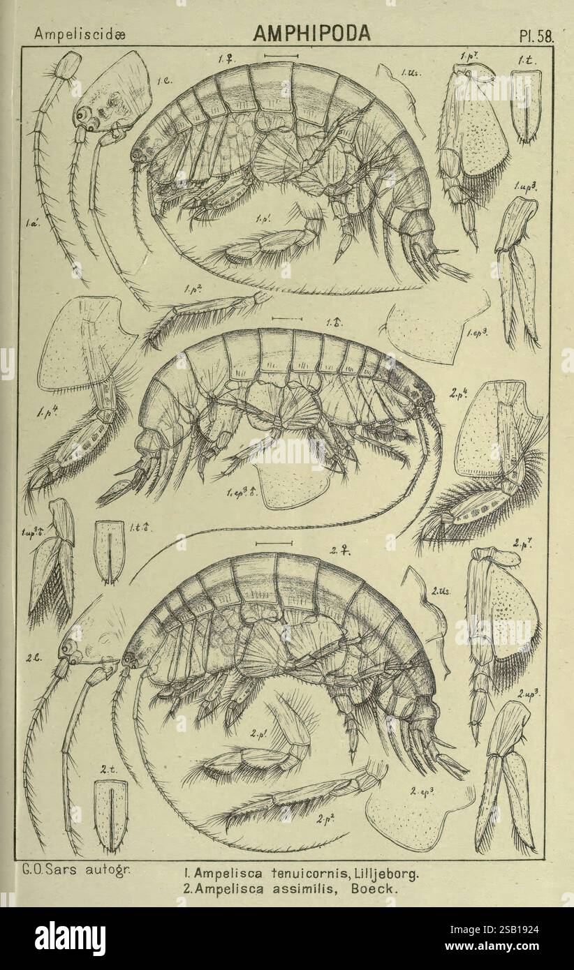 Ein Bericht über die Krustacea von Norwegen. v. 1. Amphipoda Plates ...