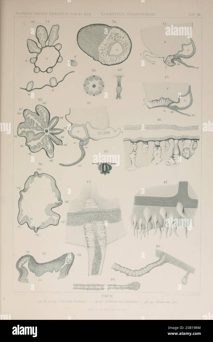 Verschiedene quallenarten -Fotos und -Bildmaterial in hoher Auflösung ...