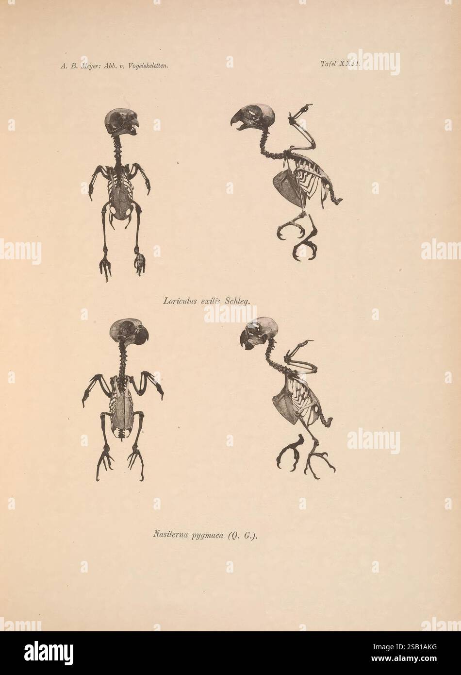 Abbildungen, von, Vogel-Skeletten, Berlin, 1879-1897, Vögel, Anatomie ...