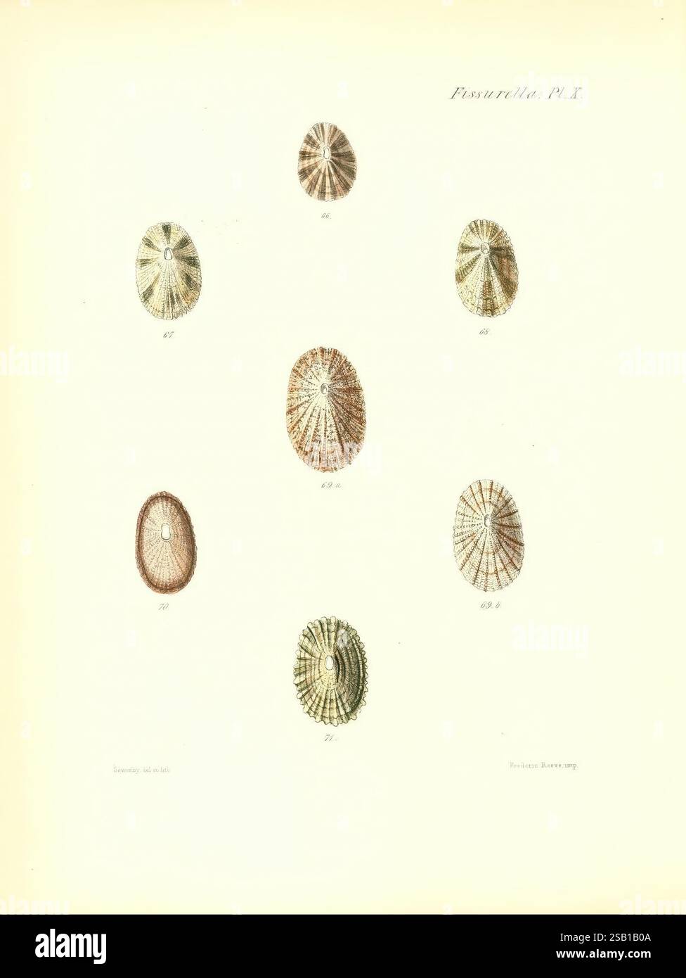 Conchologia Iconica oder Illustrationen of the Muscheln of Molluscous ...
