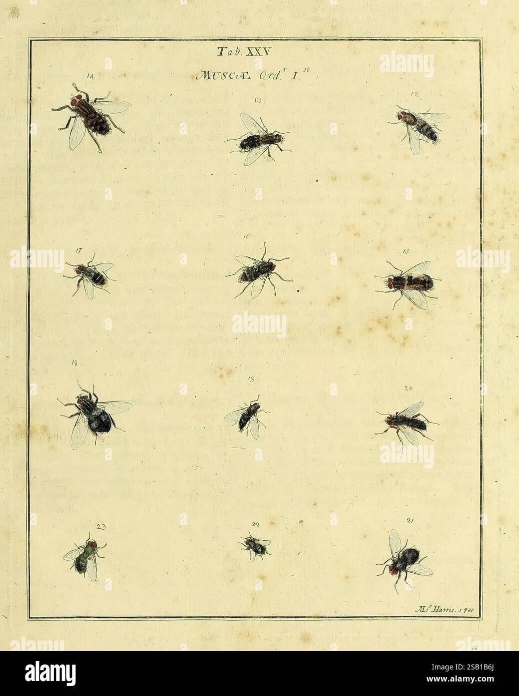 Exposition des insectes que se trouvent en Angleterre, Londres, B ...