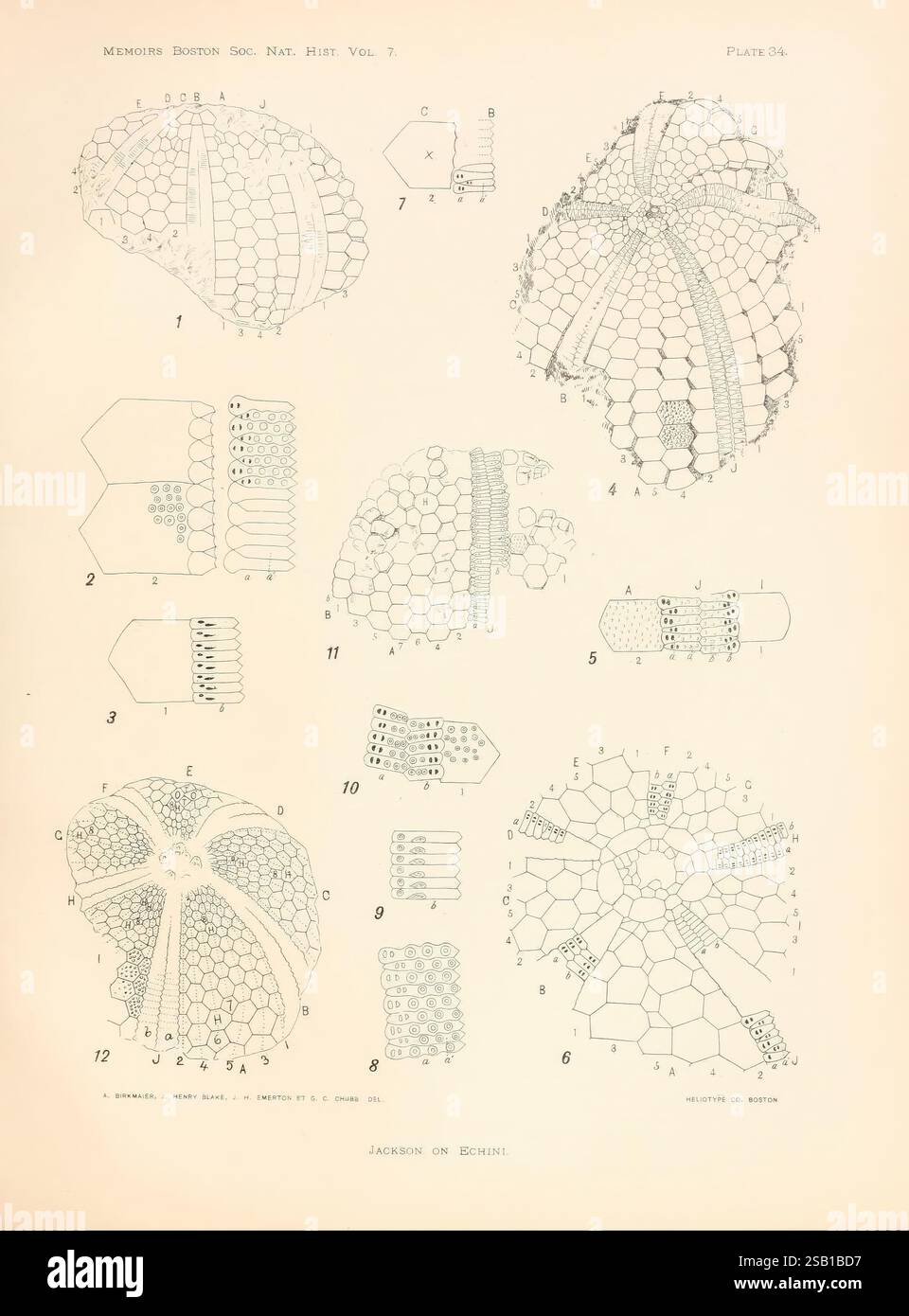 Phylogenie der Echini Boston The Society 1912 Paläontologie ...