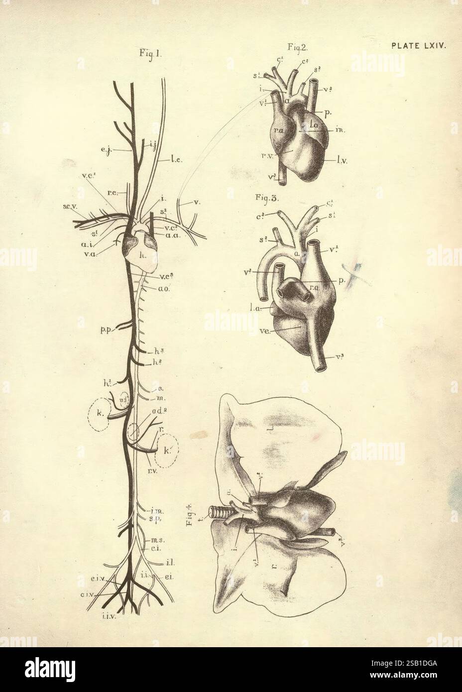 Anatomisches herz beschriftet -Fotos und -Bildmaterial in hoher ...