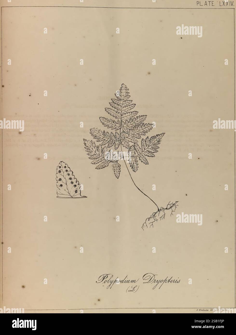 Zwei verschiedene arten von farnen -Fotos und -Bildmaterial in hoher ...