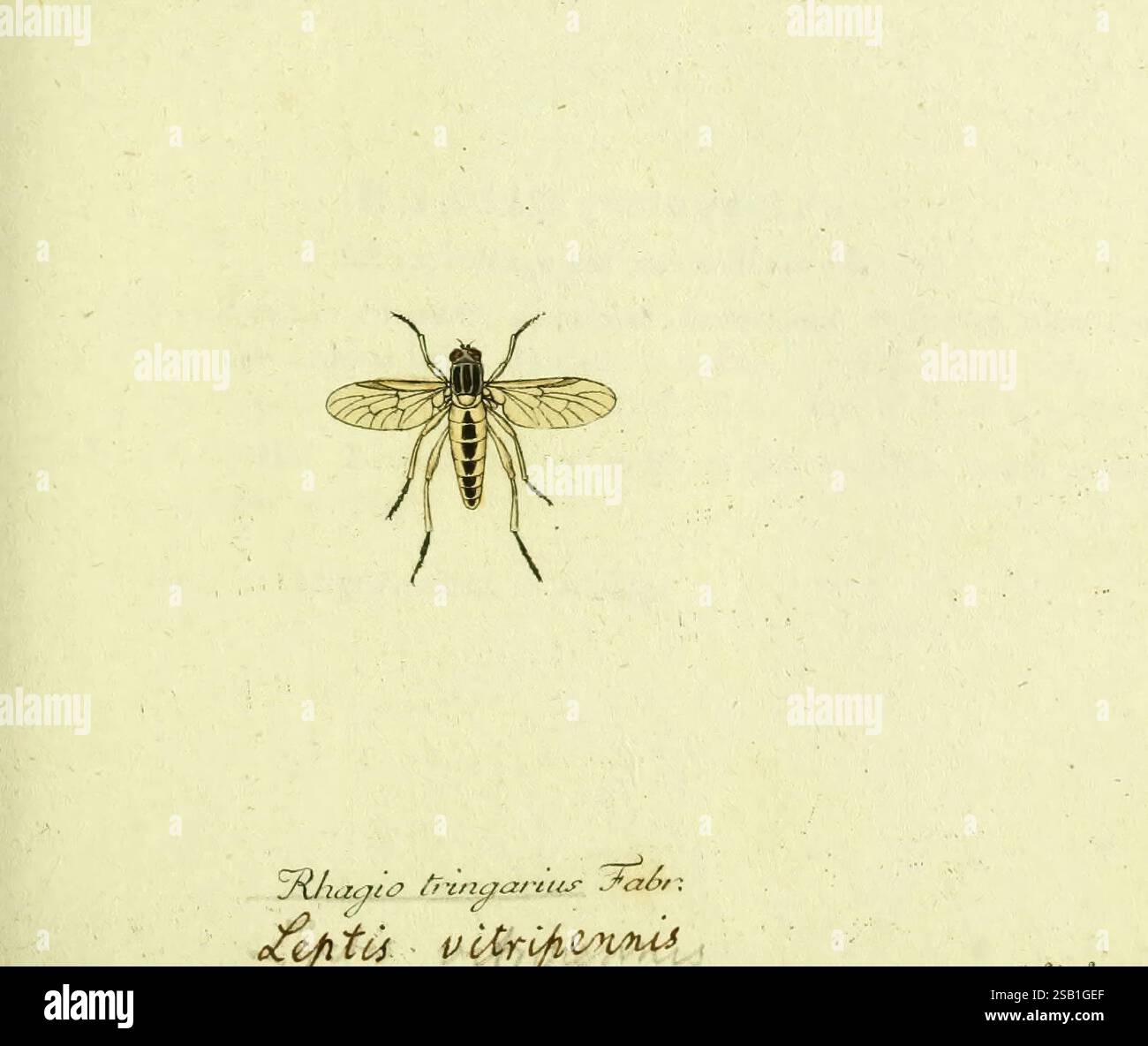 1805 diptera deutschland bildlich -Fotos und -Bildmaterial in hoher ...