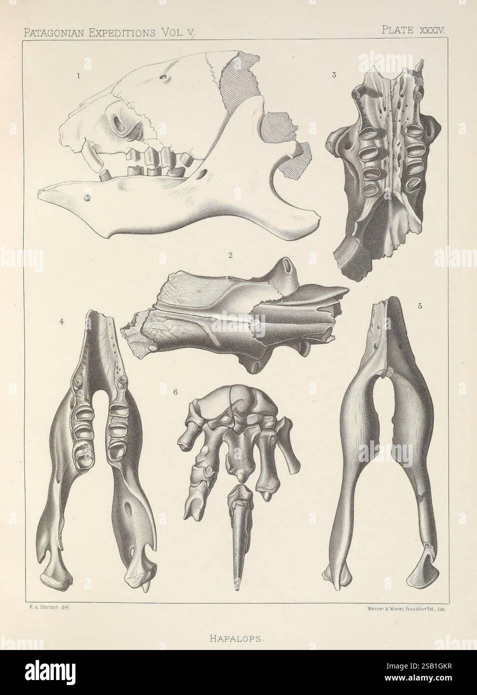 Berichte der Princeton University Expeditions to Patagonia, 1896-1899 ...