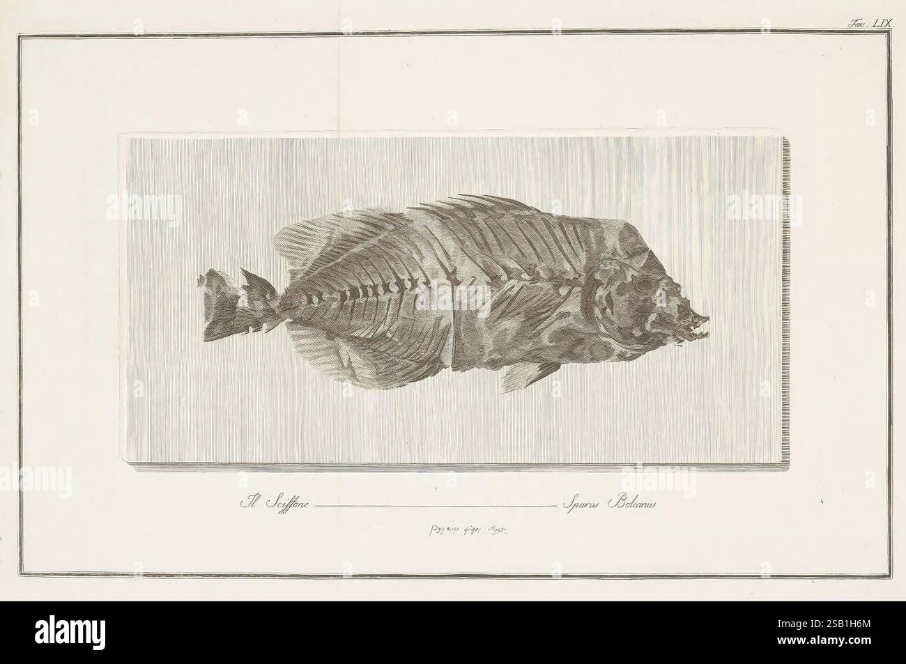 Ittiologia, Veronese, del Museo, Bozziano, Verona, Dalla Stamperia ...