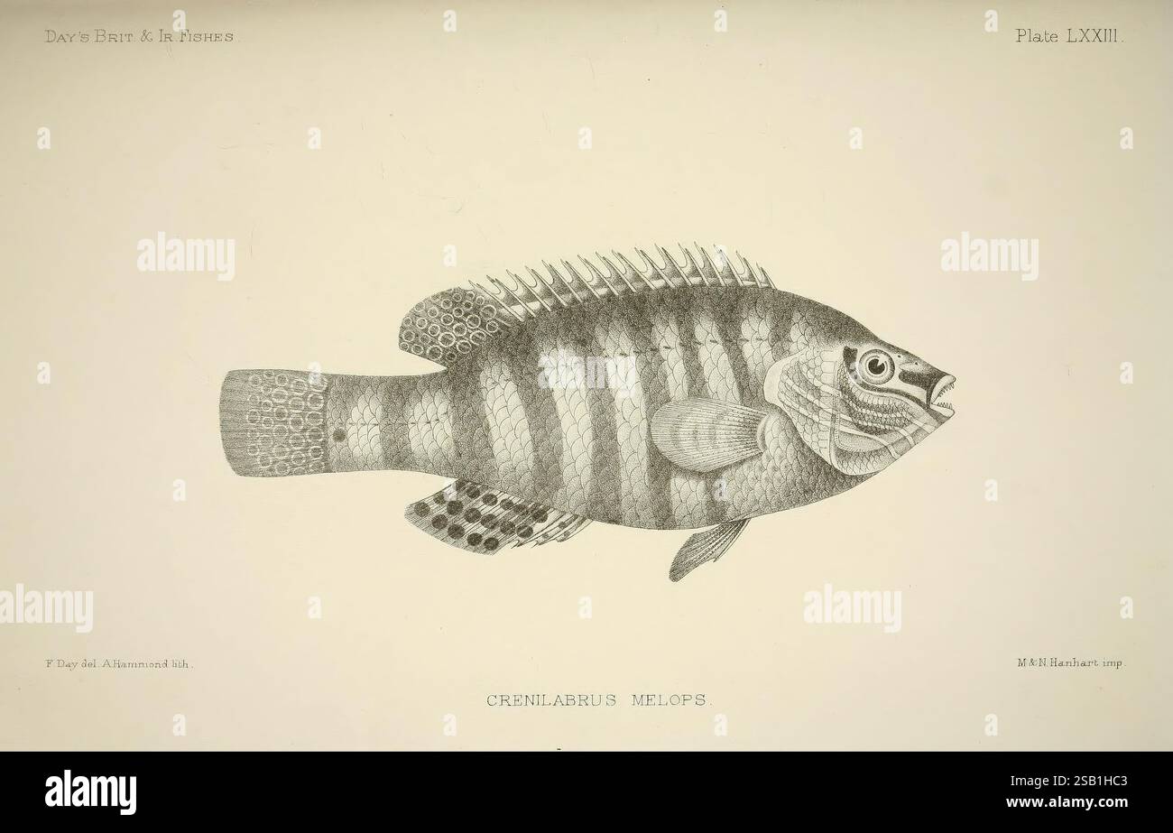 Die Fische Großbritanniens und Irlands, Edinburgh, 1880-1884 ...