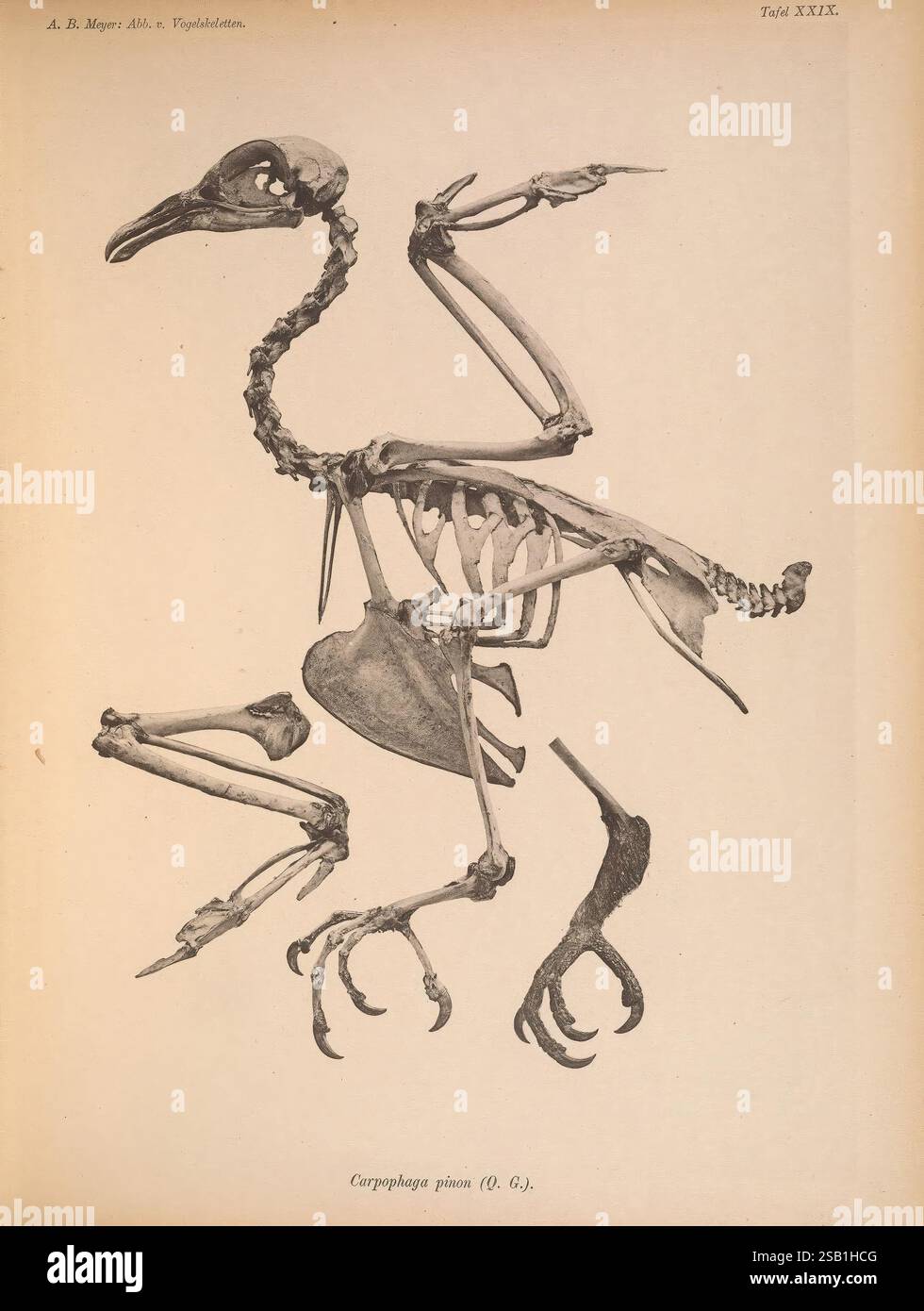 Abbildungen von Vogel-Skeletten, Berlin, 1879-1897, Vögel, Anatomie ...