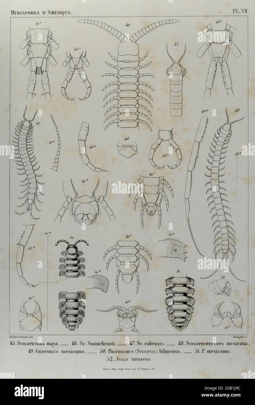 Betont wichtige anatomische merkmale -Fotos und -Bildmaterial in hoher ...