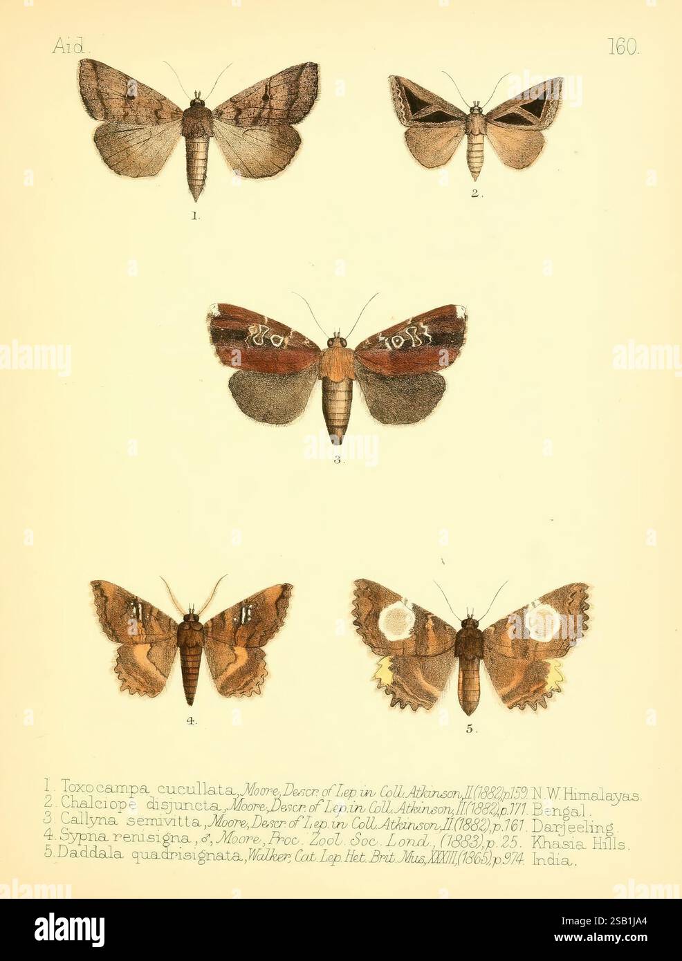 Erste motten showcases -Fotos und -Bildmaterial in hoher Auflösung – Alamy