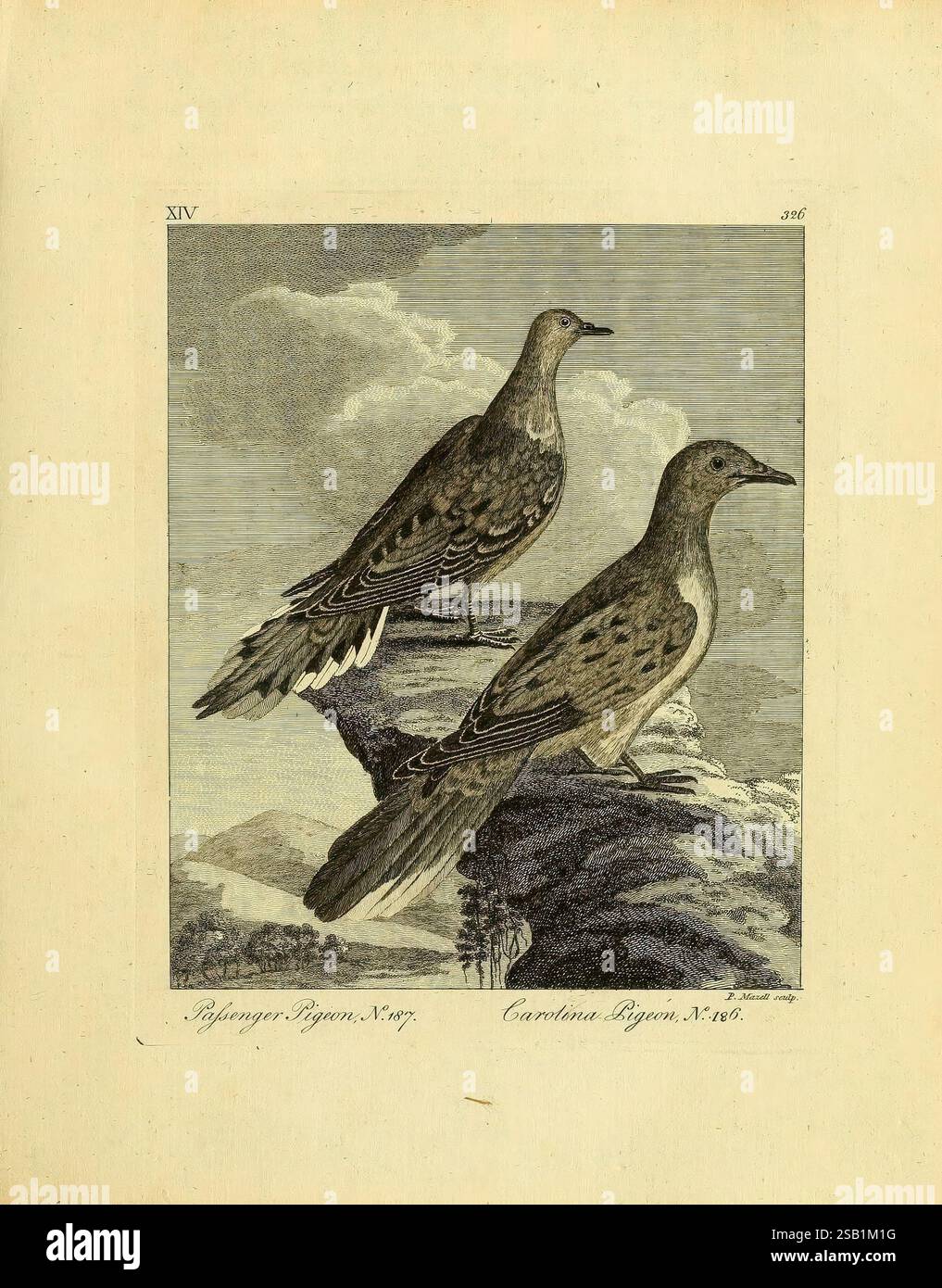 Arktische Zoologie, London, gedruckt von Henry Hughs, 1784-1785, Vögel ...