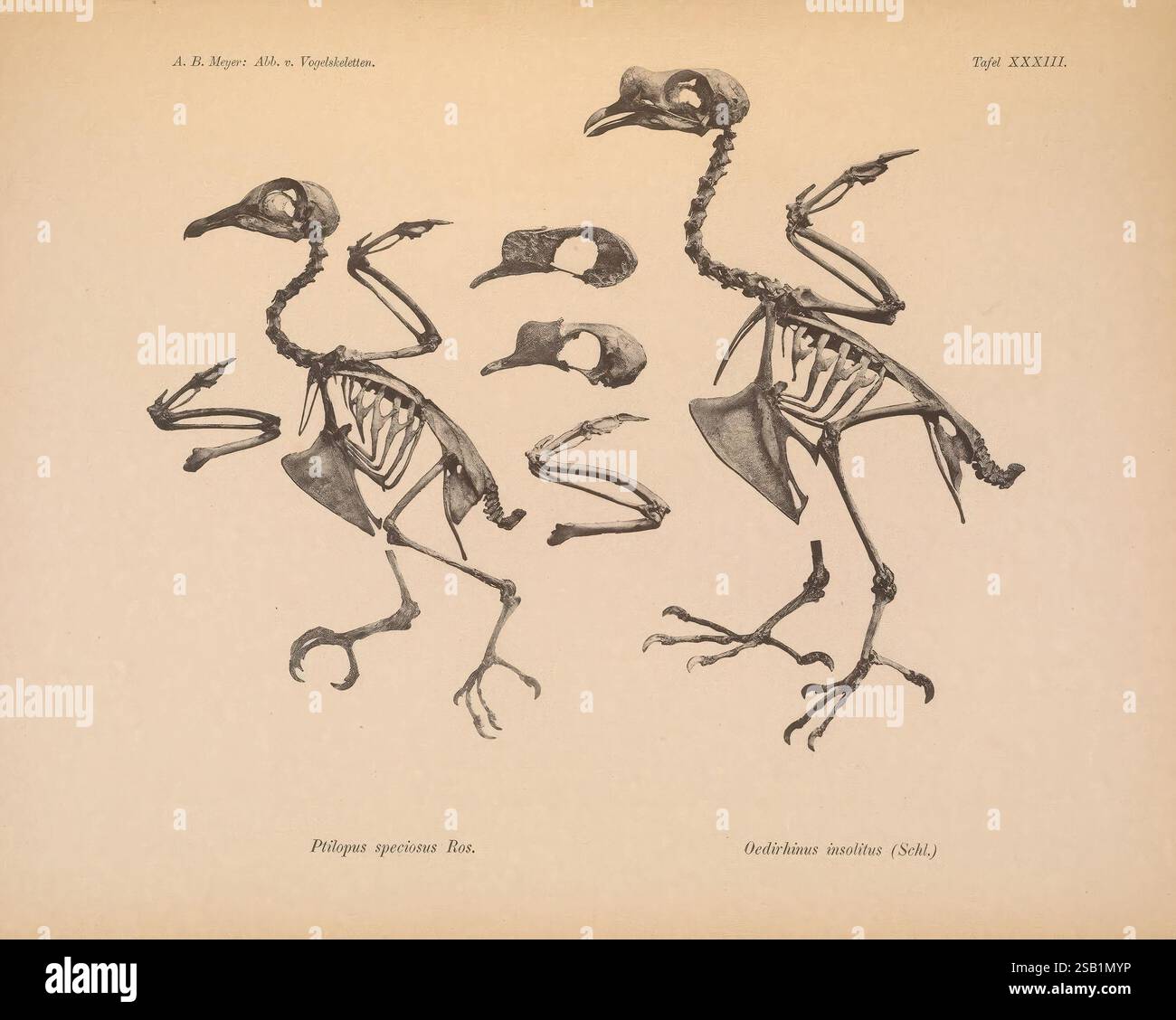 Abbildungen von Vogel-Skeletten, Berlin, 1879-1897, Vögel, Anatomie ...