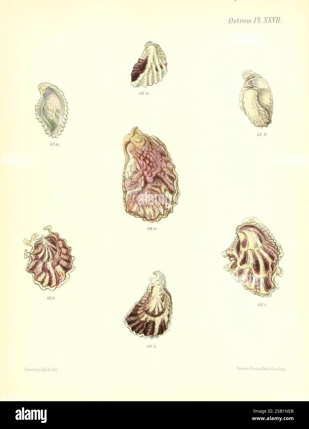 Conchologia Iconica, oder Illustrationen der Muscheln von Weichtieren ...