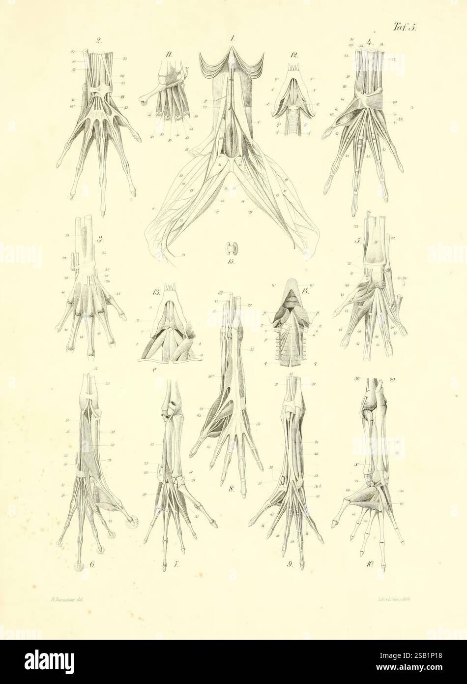 Beiträge zur näheren Kenntniss der Gattung Tarsius, Berlin, G. Reimer ...