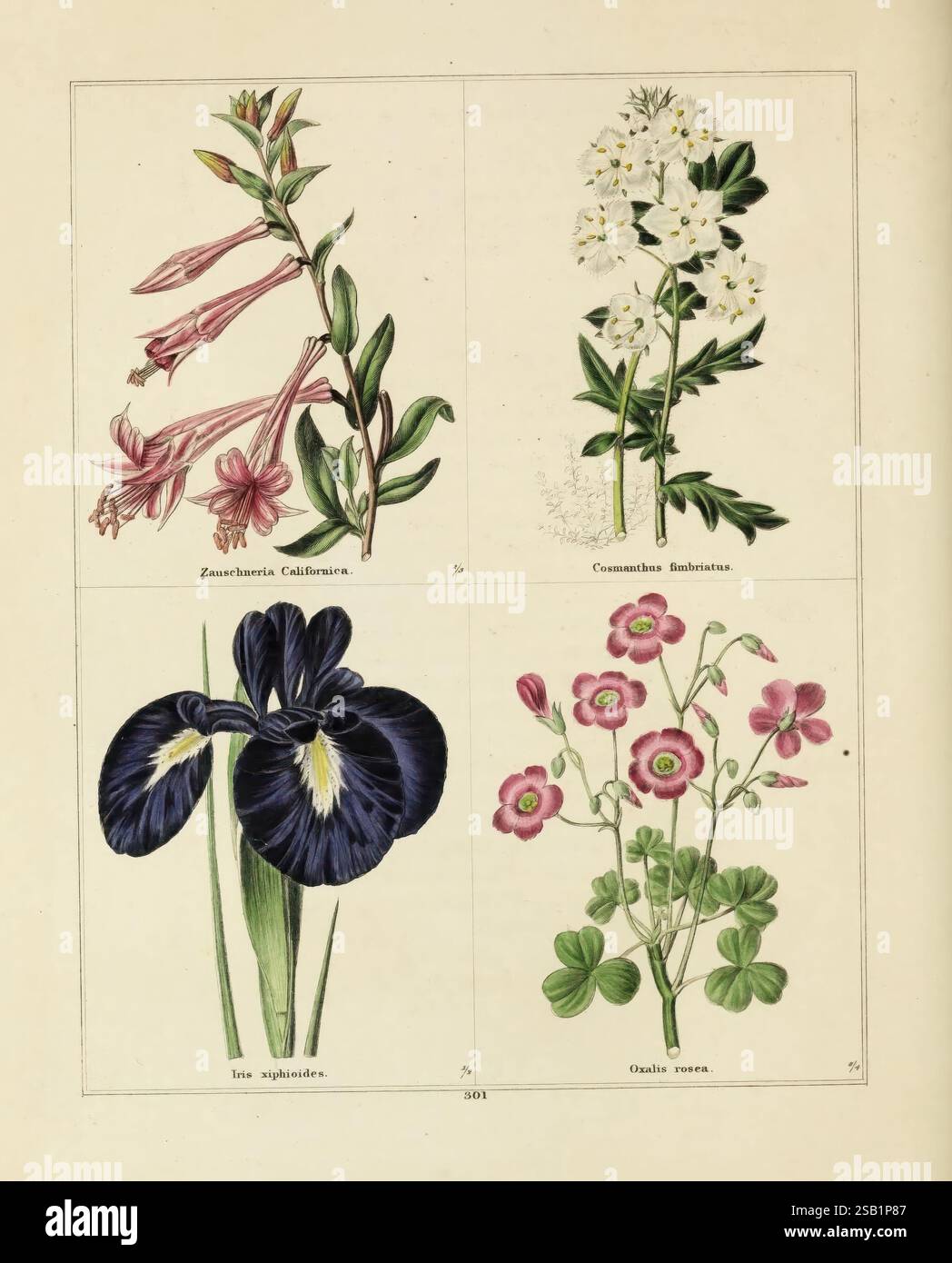 Botanic, Garden, London, Simpkin, &, Marshall, 1825, Botanik ...