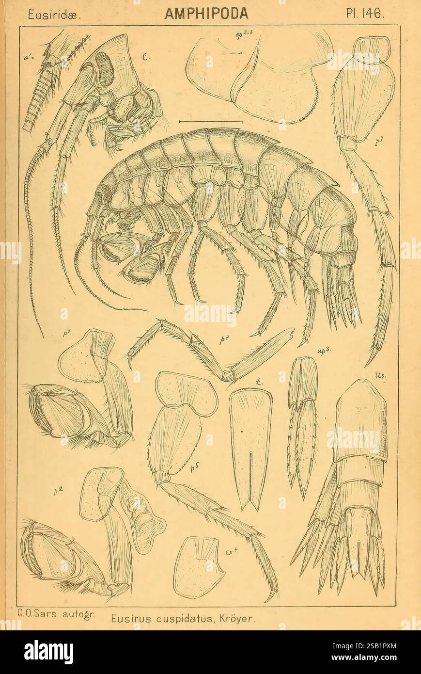 Ein Bericht über die Crustacea von Norwegen, Christiania, A ...