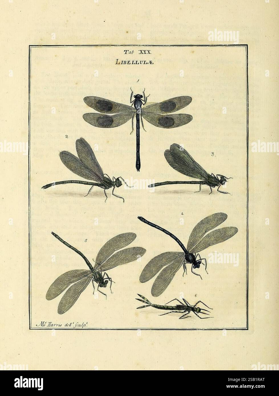 Exposition des insectes que se trouvent en Angleterre, Londres, B ...