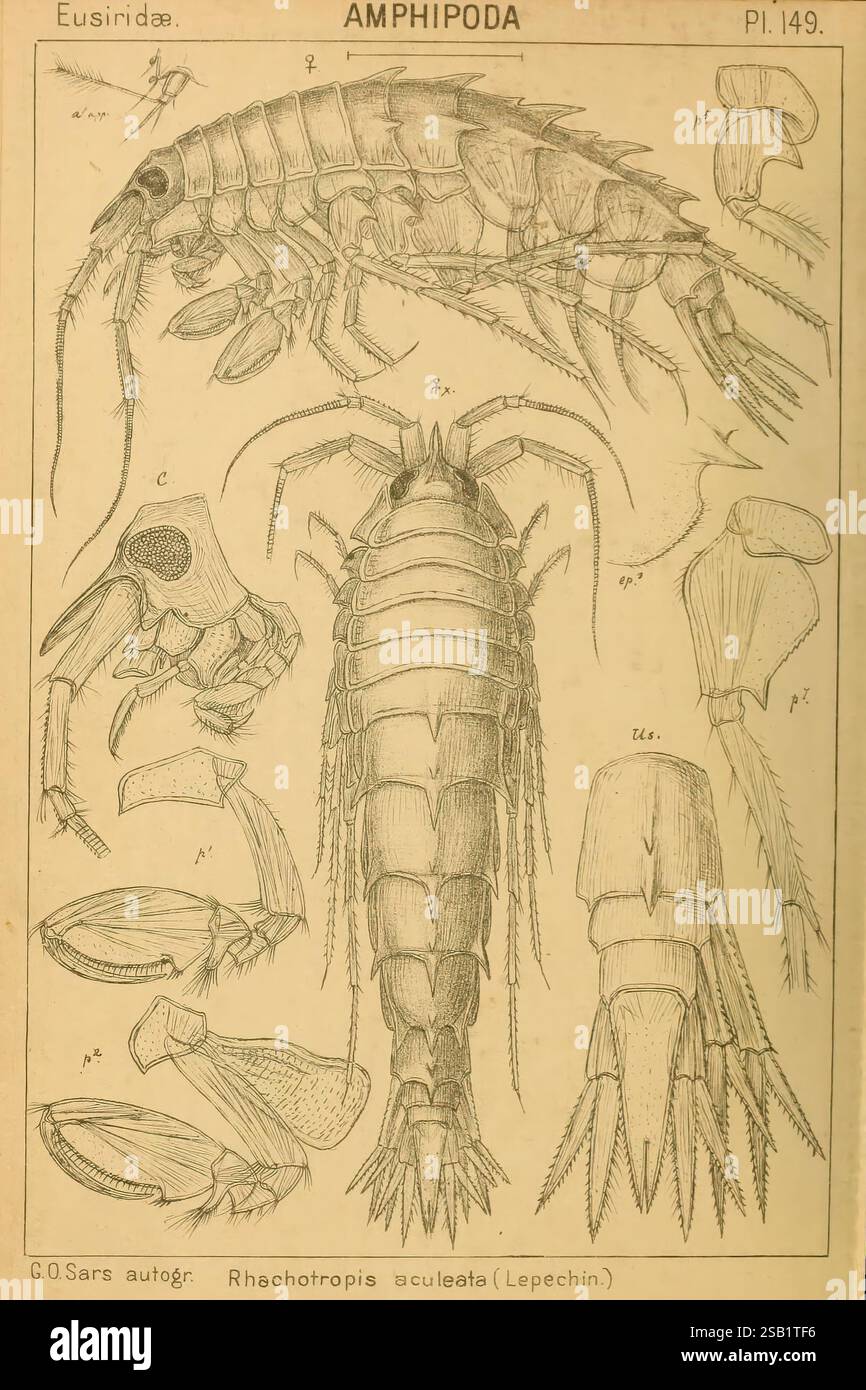 Ein Bericht über die Crustacea von Norwegen Christiania, A. Cammermeyer ...