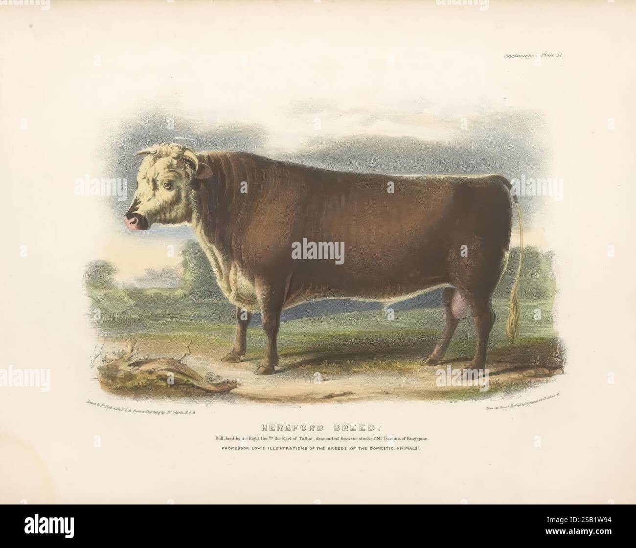 Tiere robustheit -Fotos und -Bildmaterial in hoher Auflösung – Alamy