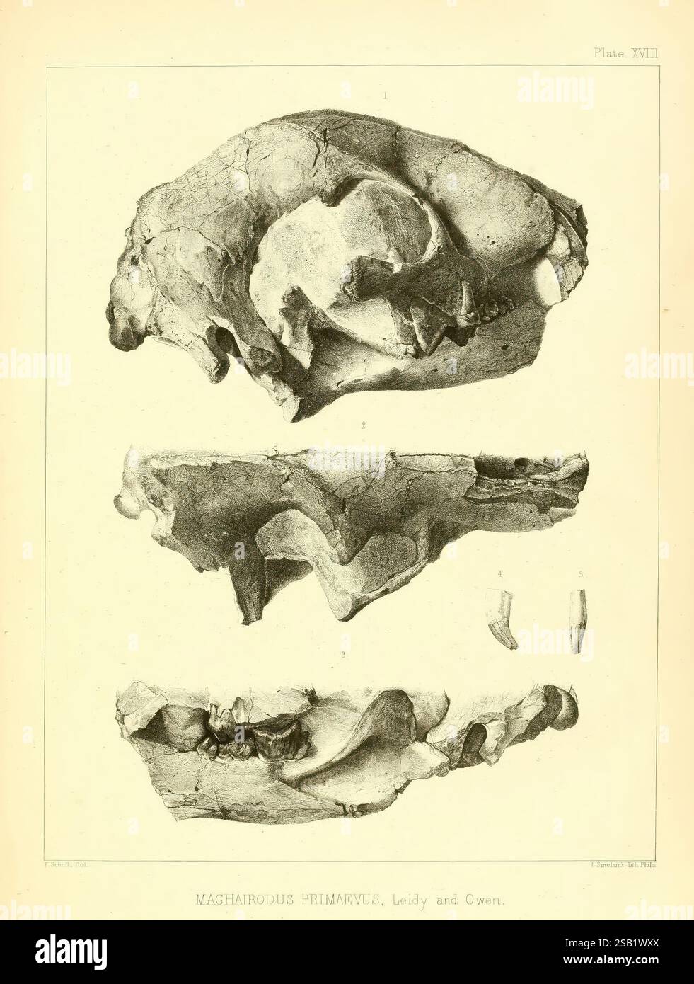 Beschriftete anatomische elemente bieten -Fotos und -Bildmaterial in ...