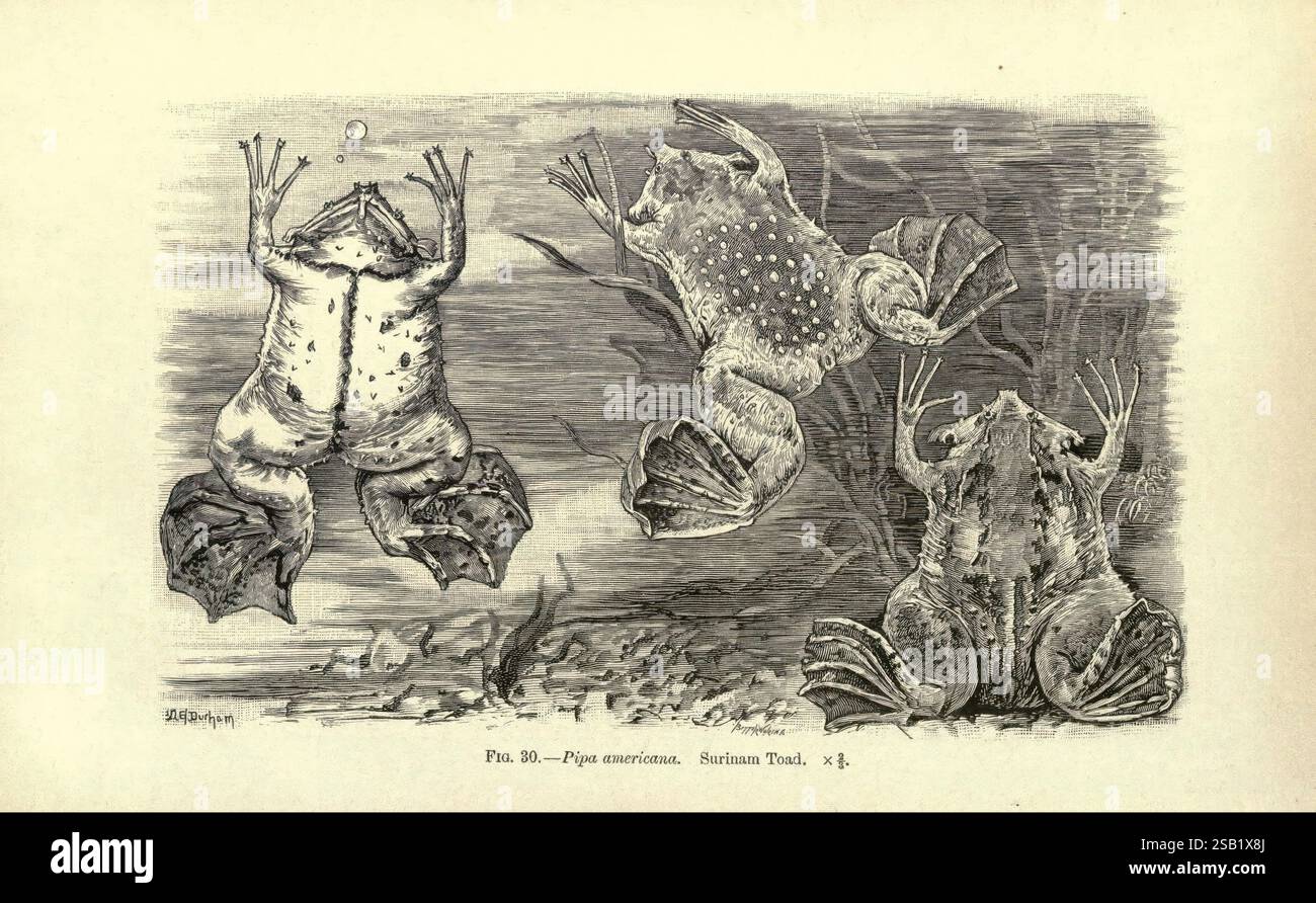 Amphibien und Reptilien, Limited, 1901, Amphibien, Reptilien, Pipa ...