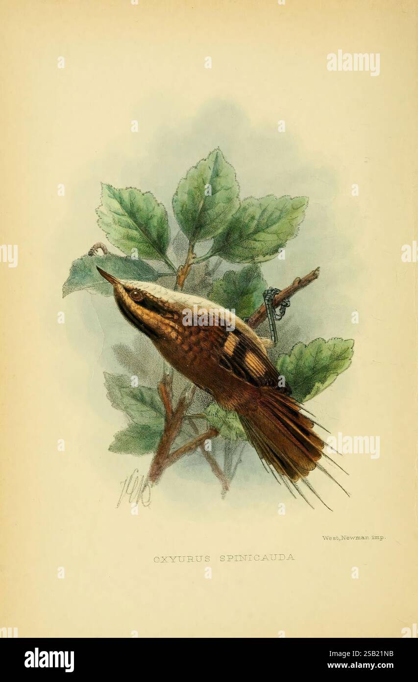 Die Vögel von Feuerland 1907. Argentinien, Vögel, Chile, Oxyurus ...
