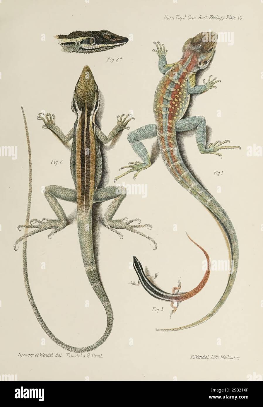 Zoologie amphibolurus pictus physignathus -Fotos und -Bildmaterial in ...