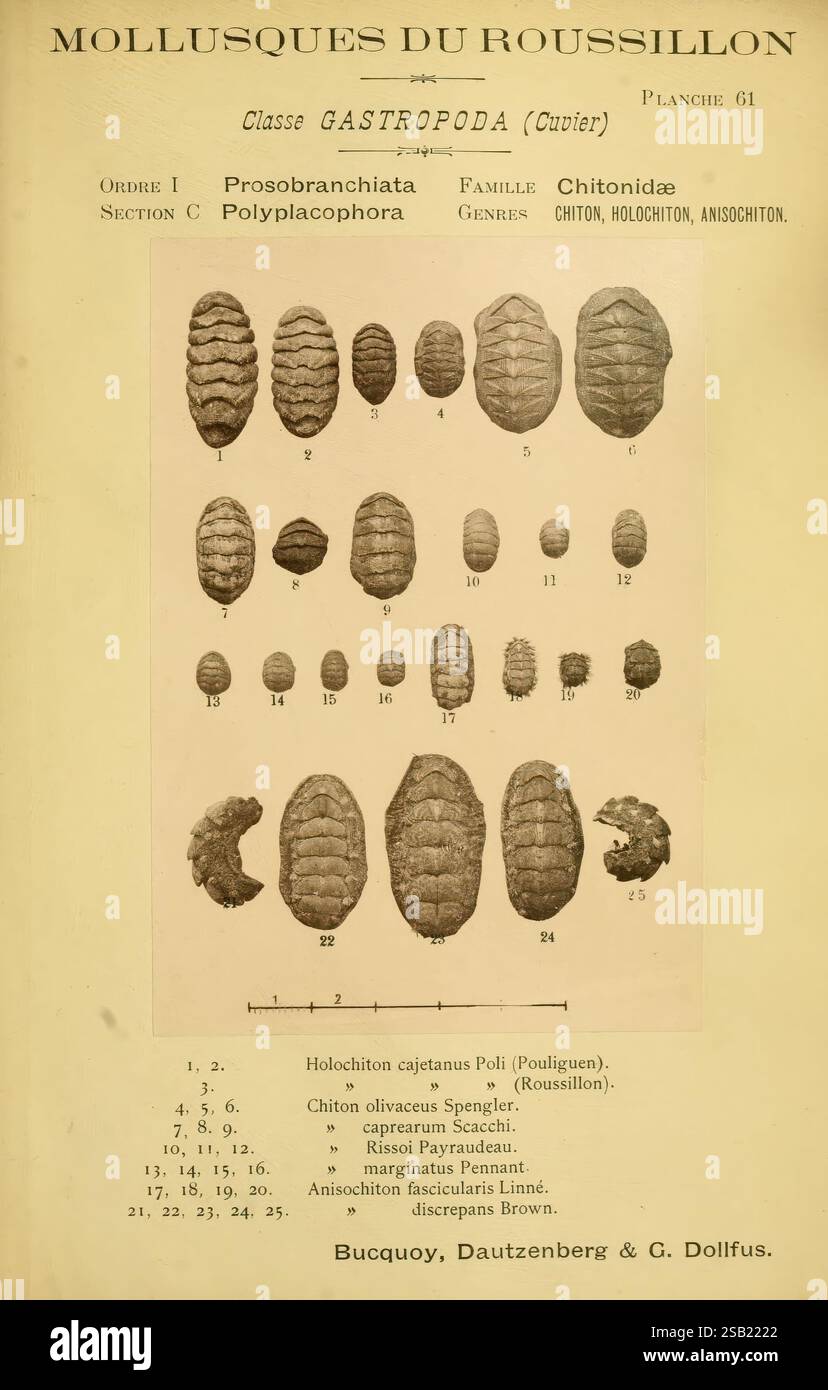 Les, Mollusques, marins, du, Roussillon, Paris, J.-B, Baillière, 1882 ...