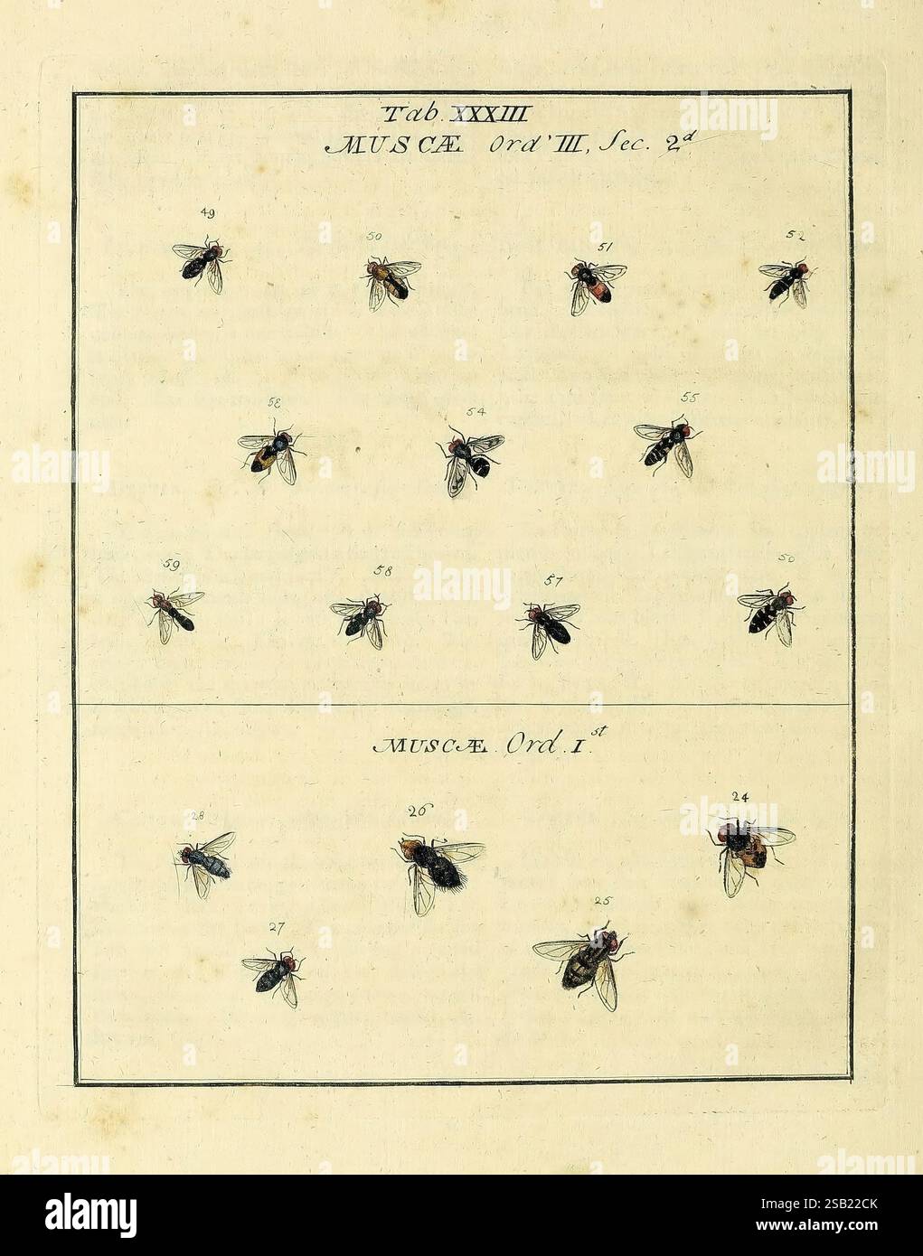 Exposition des Insectes, que se trouvent en Angleterre, Londres, B ...