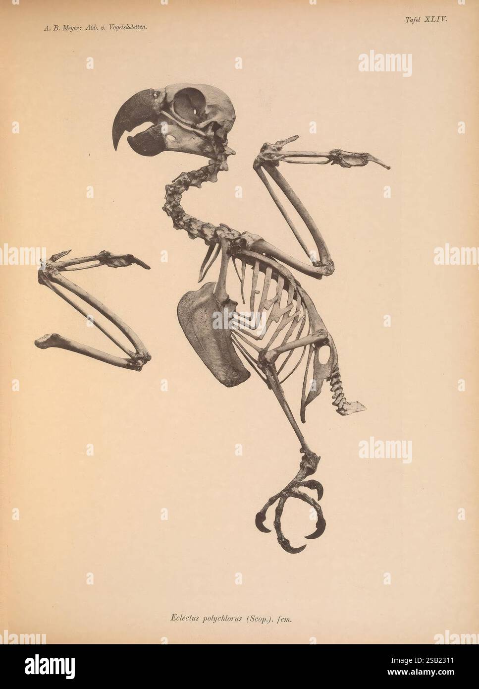Abbildungen von Vogel-Skeletten, Berlin, 1879-1897, Vögel, Anatomie ...