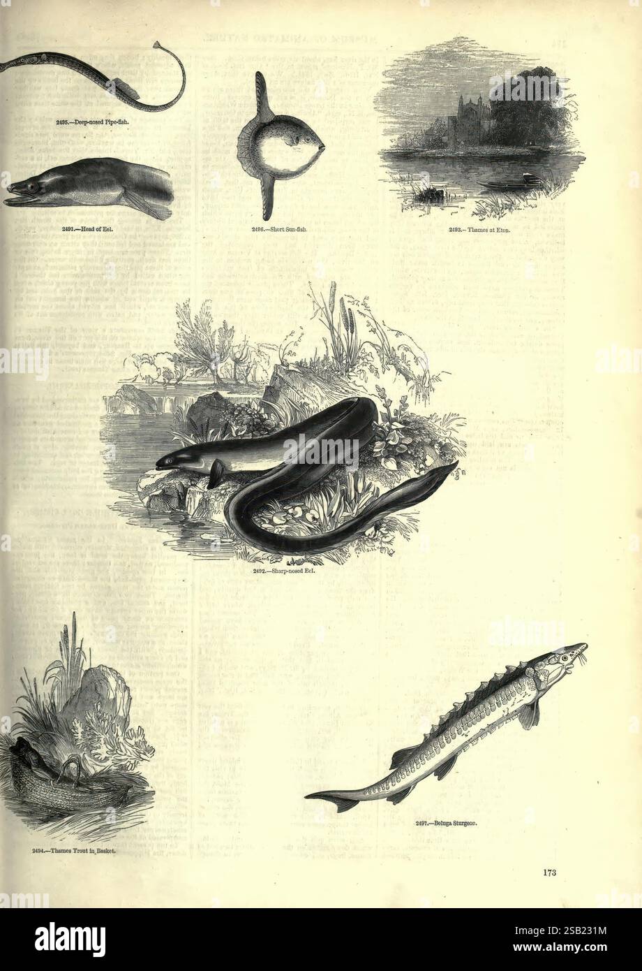 Das, Bild, Museum, von, animiert, Nature, London, C. Cox, 1844 ...