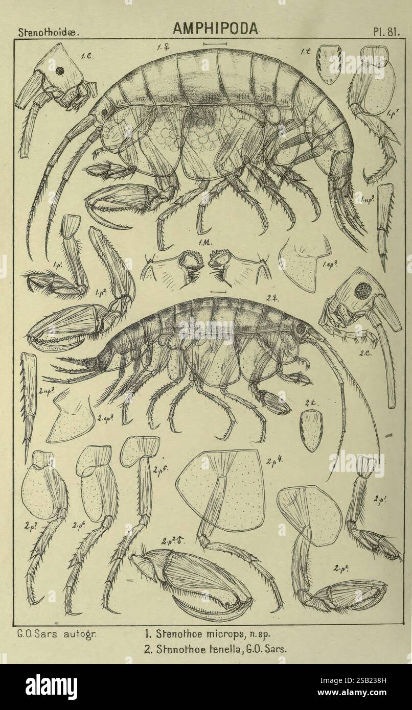 Anatomie der flohkrebse -Fotos und -Bildmaterial in hoher Auflösung – Alamy