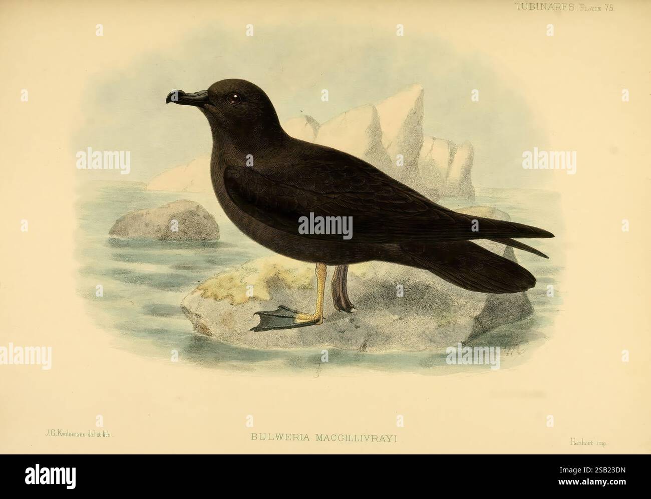 A Monograph of the Petrels (Order Tubinares), London, Witherby & Co ...