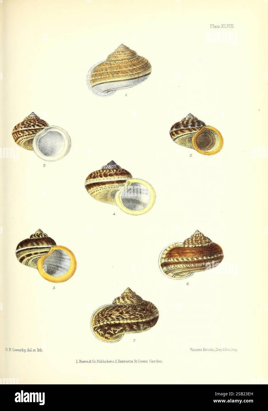 Reihe von sechs verschiedenen muscheln -Fotos und -Bildmaterial in ...