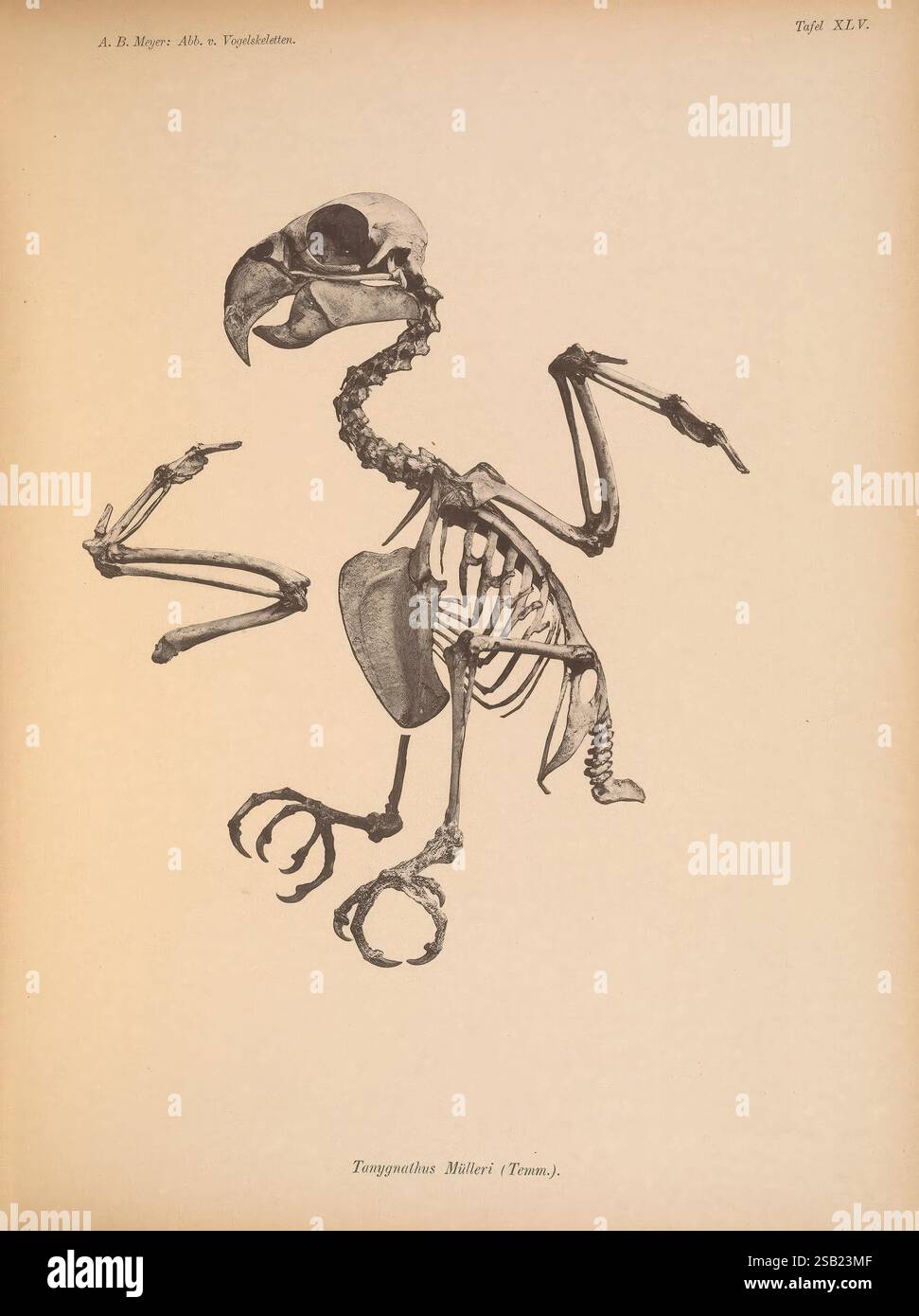 Abbildungen von Vogel-Skeletten, Berlin, 1879-1897, Vögel, Anatomie ...