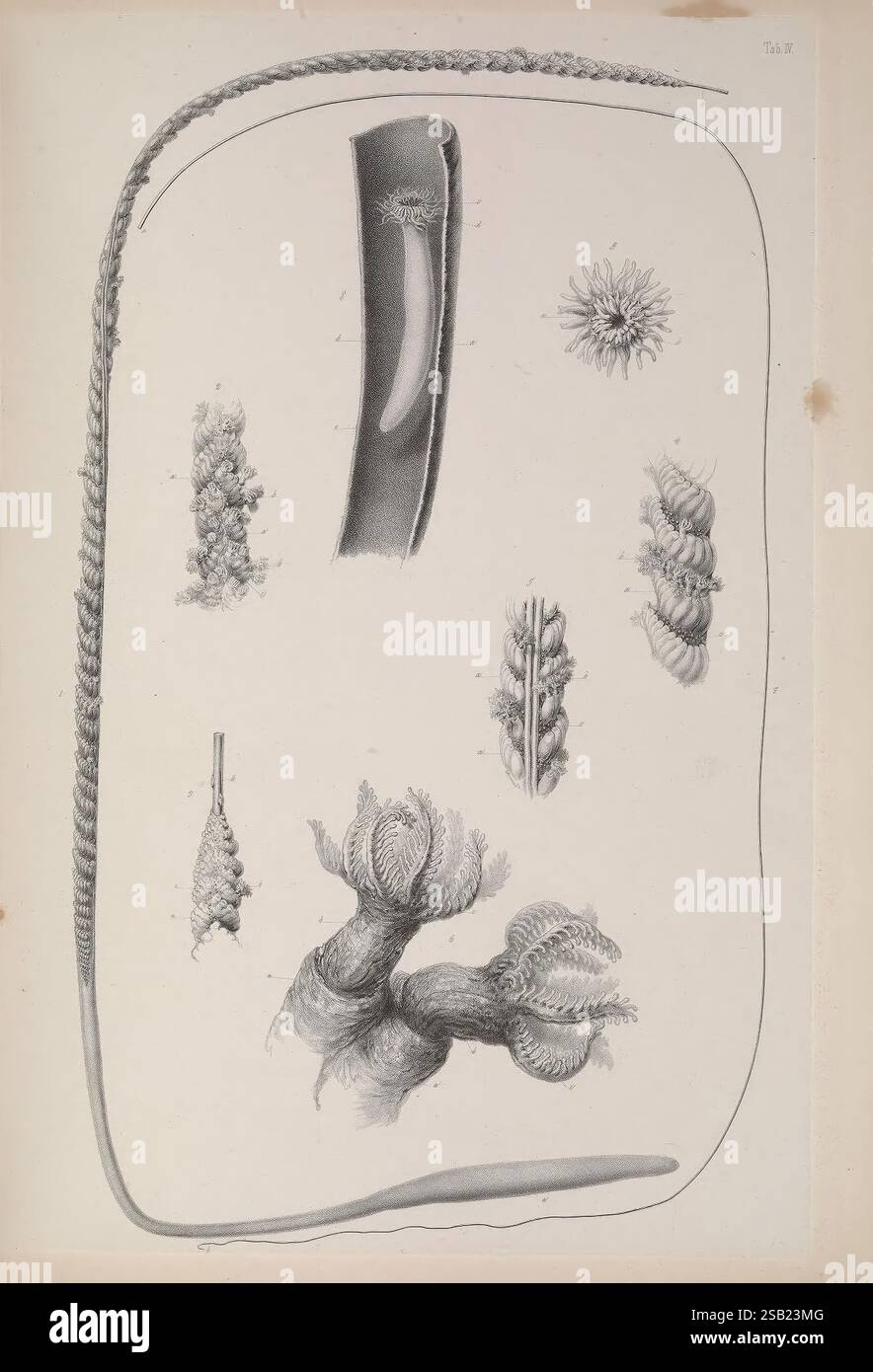 Fauna littoralis Norvegiae, oder Beschreibung und Abbildungen neuer ...