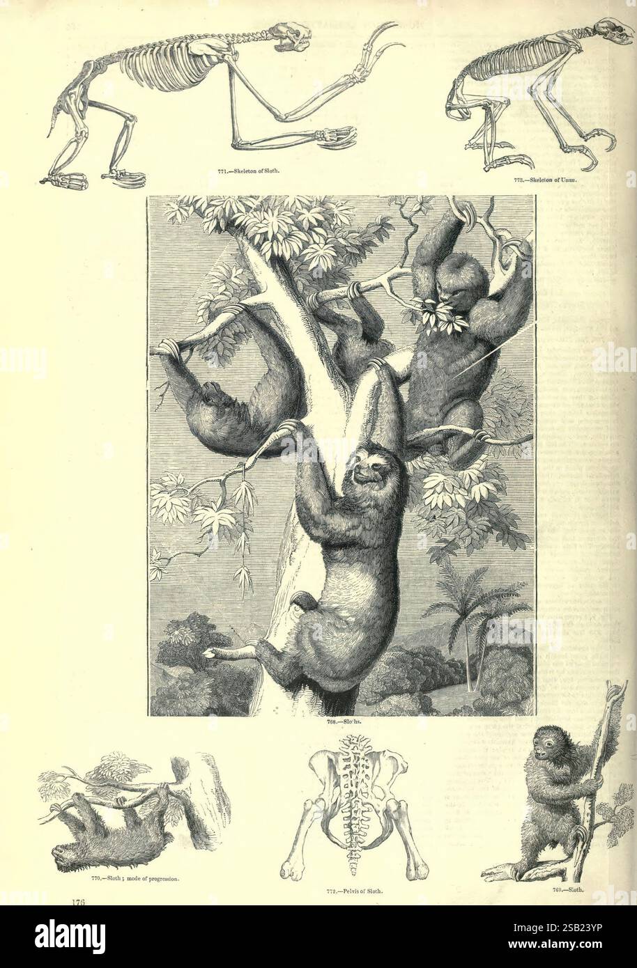 Das, bildliche, Museum, von, animiert, Nature London, C. Cox, [1844 ...