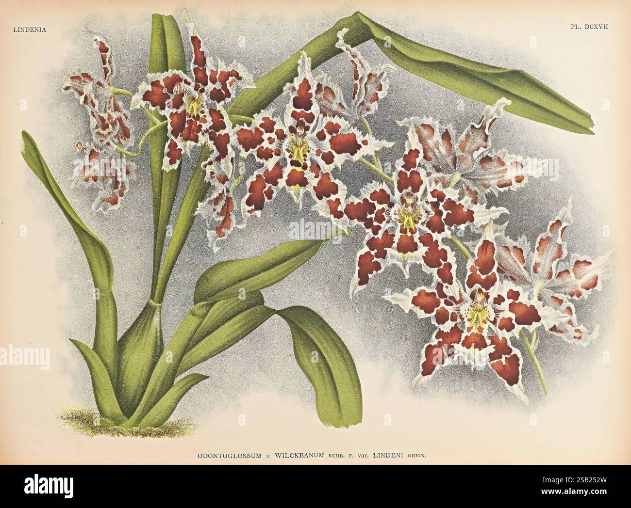 Lindenia Gand [Belgien] Impr. F. Meyer-van Loo 1885-1906 ...